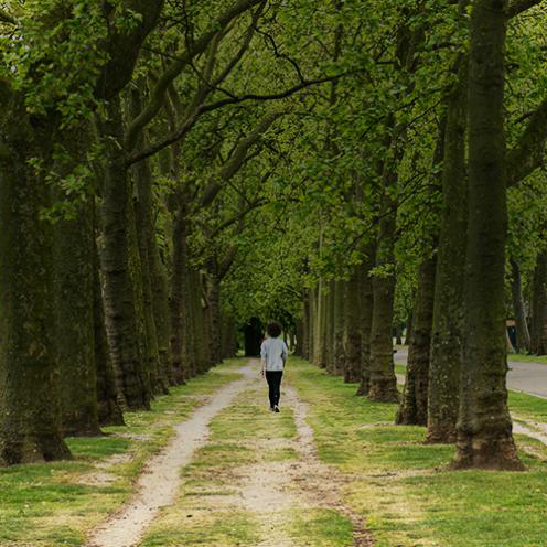 Top six things you didn’t know about London’s trees | London City Hall
